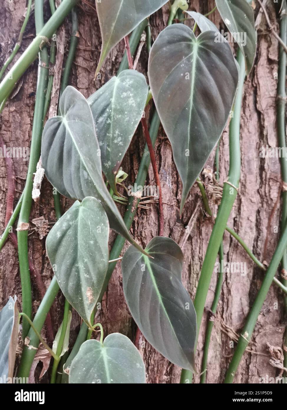 heart-leaf philodendron (Philodendron hederaceum Stock Photo - Alamy