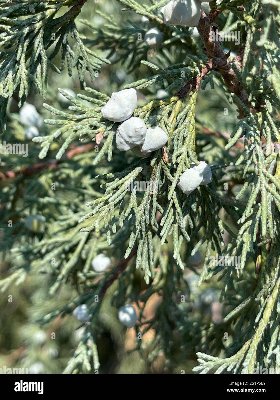 Rocky Mountain Juniper (Juniperus scopulorum Stock Photo - Alamy