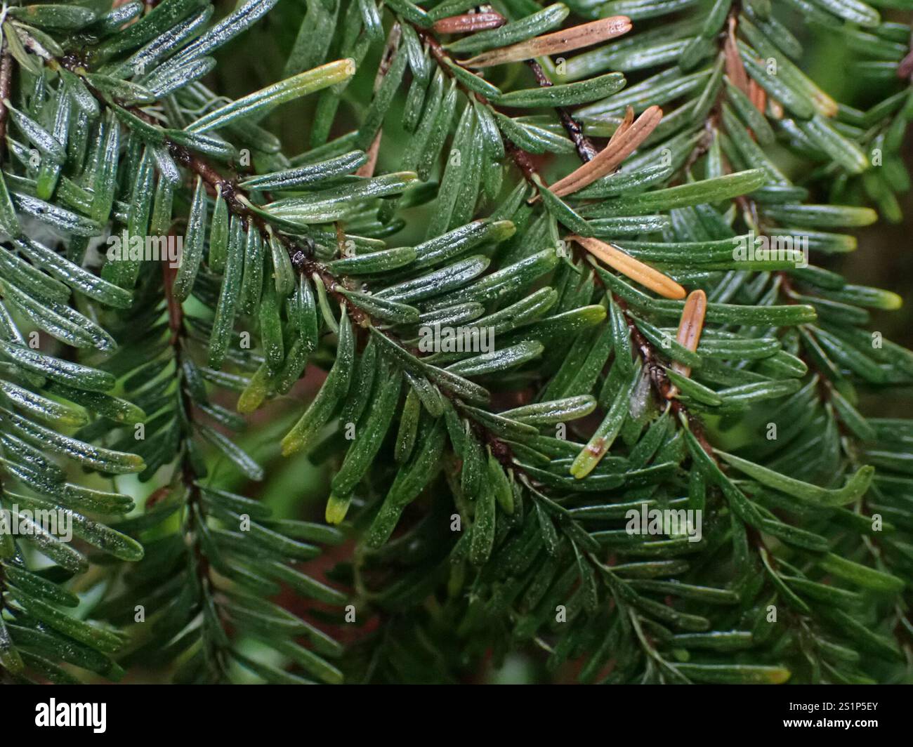 Pacific silver fir (Abies amabilis Stock Photo - Alamy