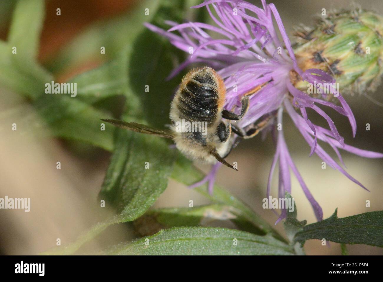 Western Leafcutter Bee (Megachile perihirta Stock Photo - Alamy