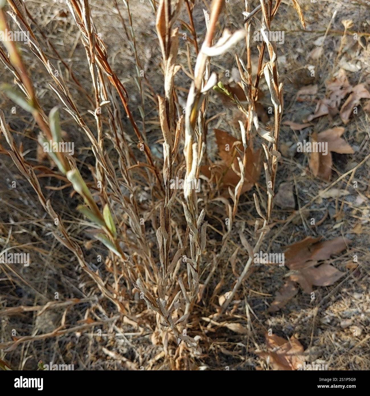 California Aster (Corethrogyne filaginifolia Stock Photo - Alamy