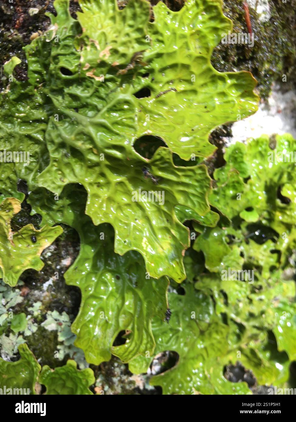 Tree Lungwort (Lobaria pulmonaria Stock Photo - Alamy