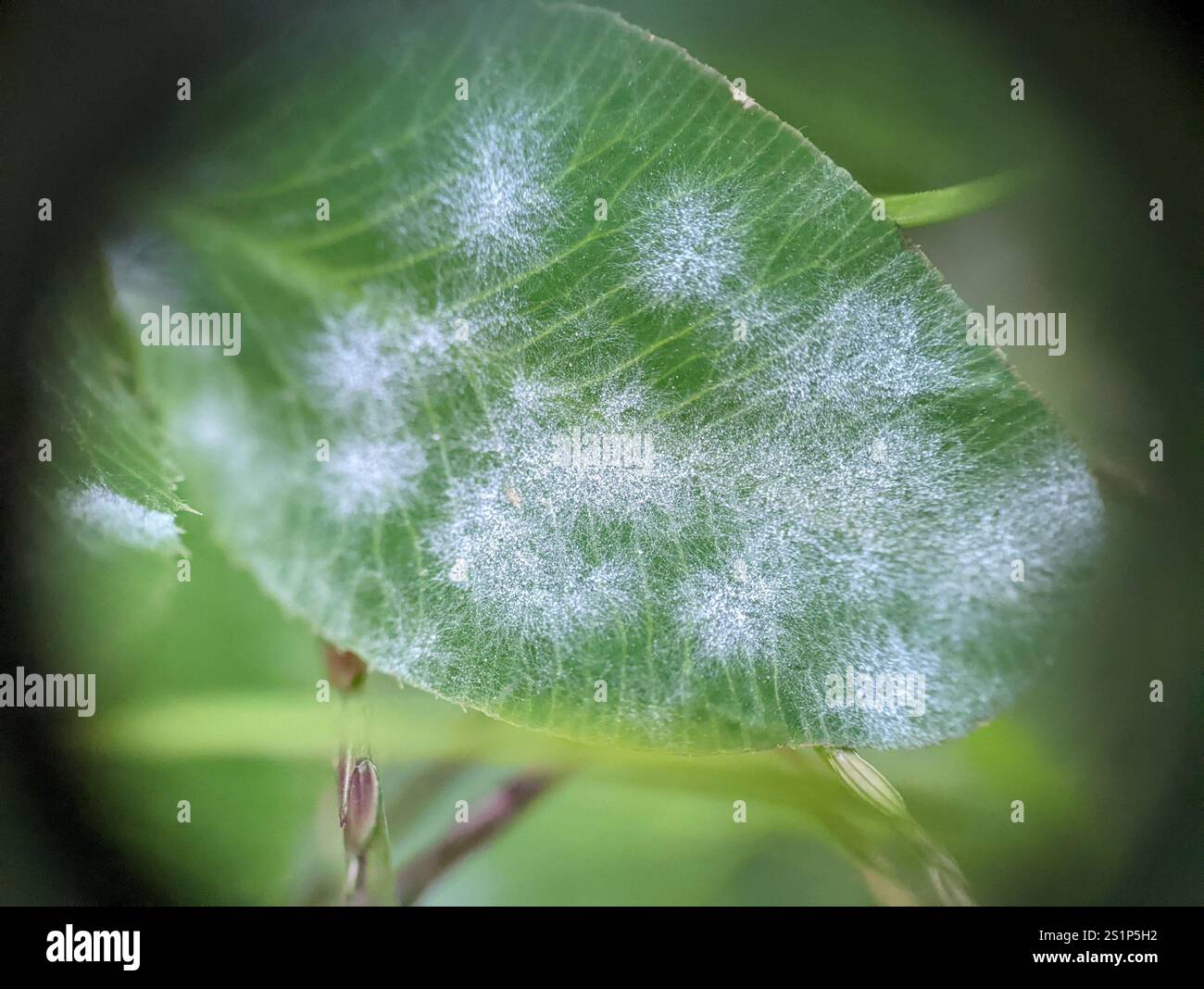 legume powdery mildew group (Erysiphe pisi Stock Photo - Alamy