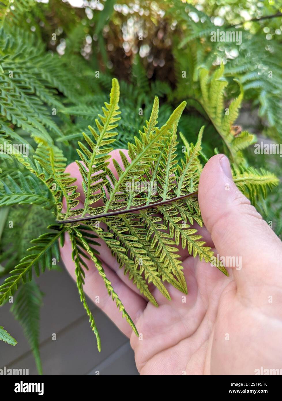 gold fern (Pityrogramma austroamericana Stock Photo - Alamy