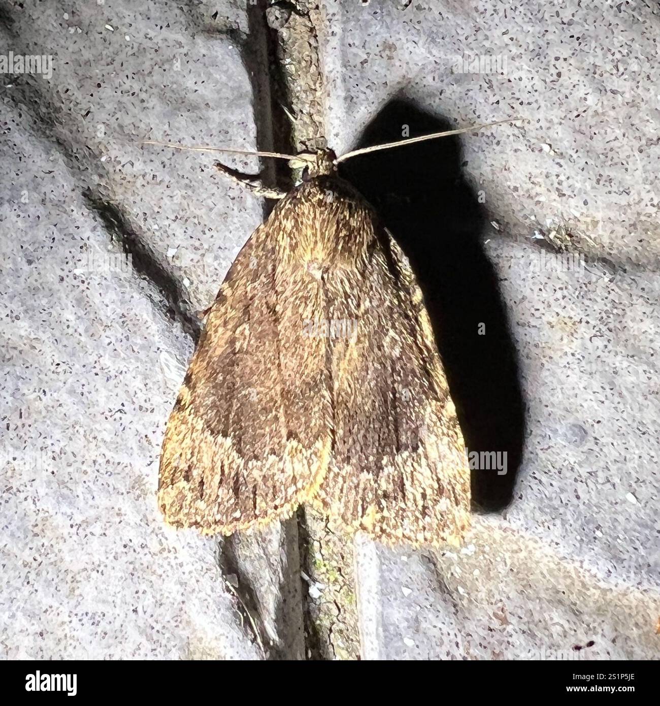 American Copper Underwing (Amphipyra pyramidoides Stock Photo - Alamy