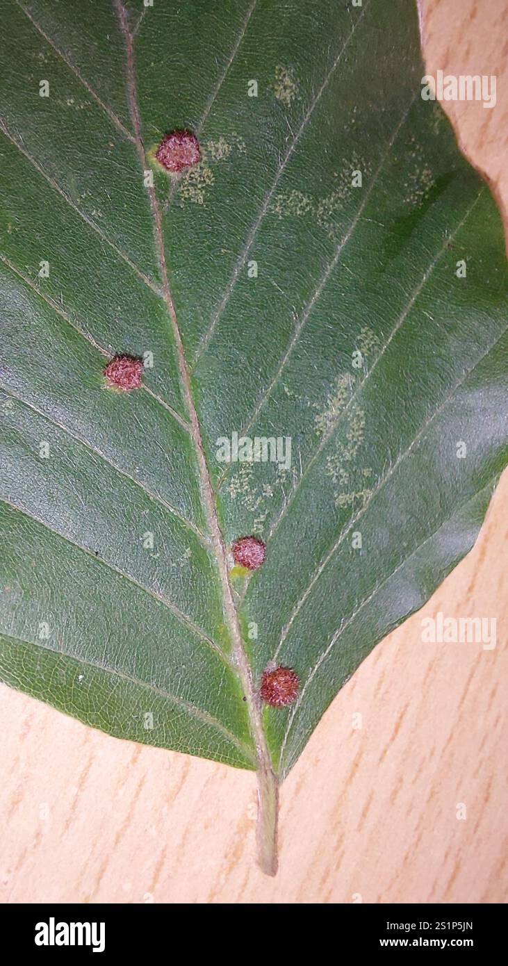 Hairy Beech Gall (Hartigiola annulipes Stock Photo - Alamy