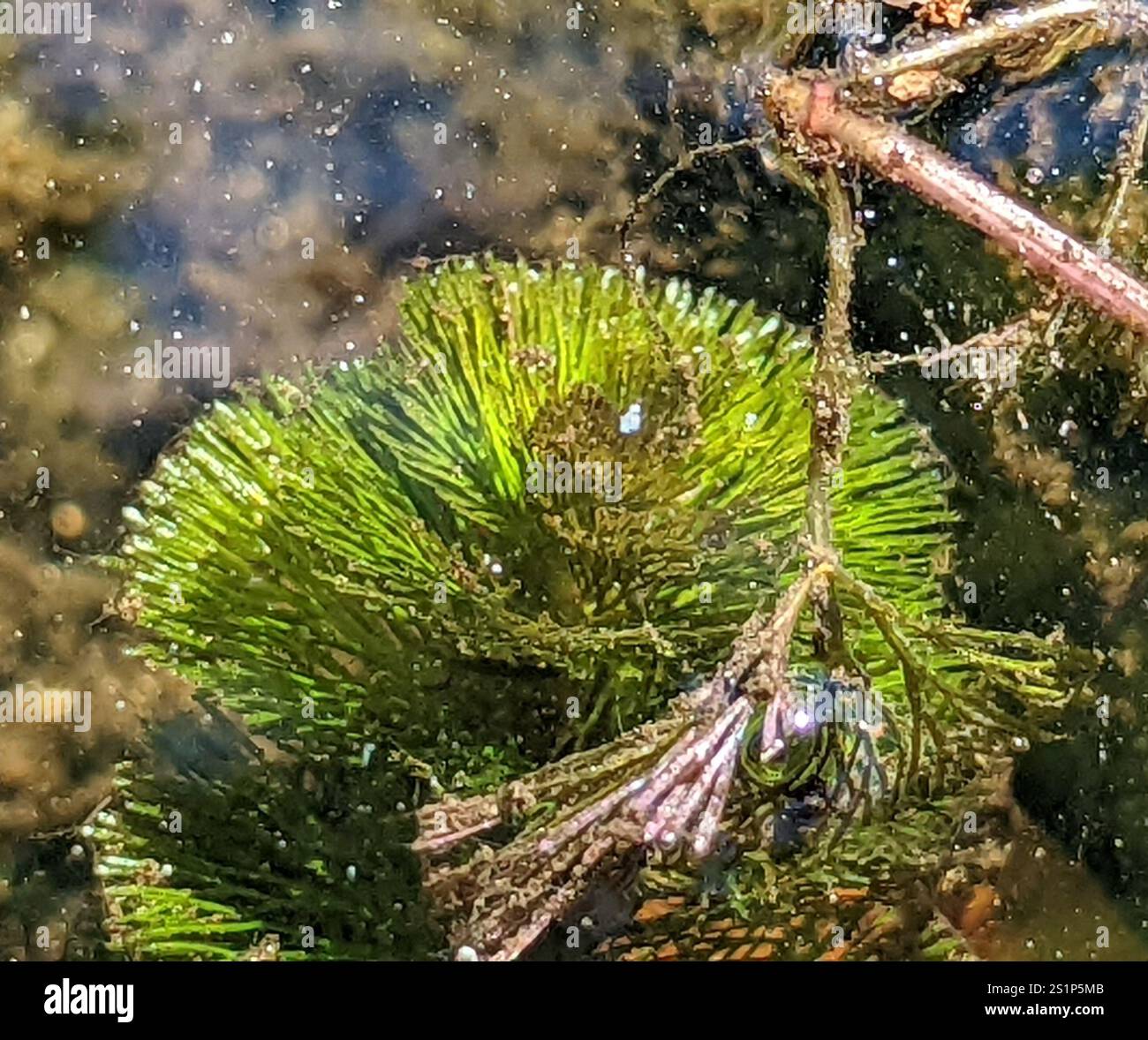 Carolina Fanwort (Cabomba caroliniana Stock Photo - Alamy