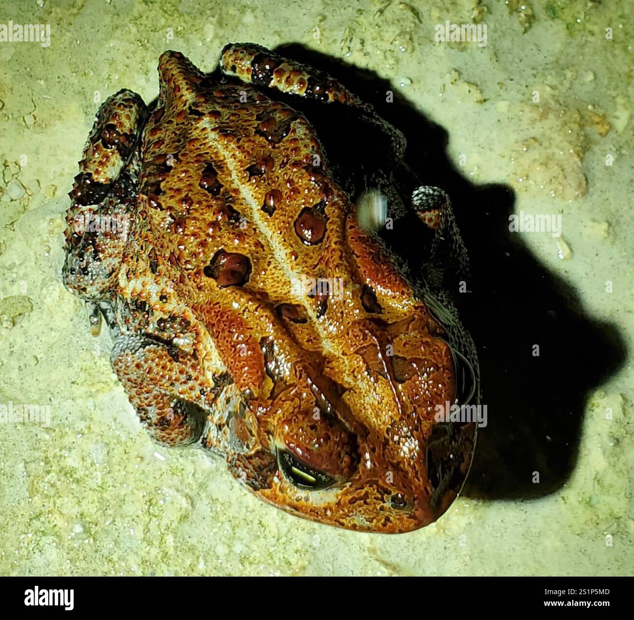 Southern Toad (Anaxyrus terrestris Stock Photo - Alamy