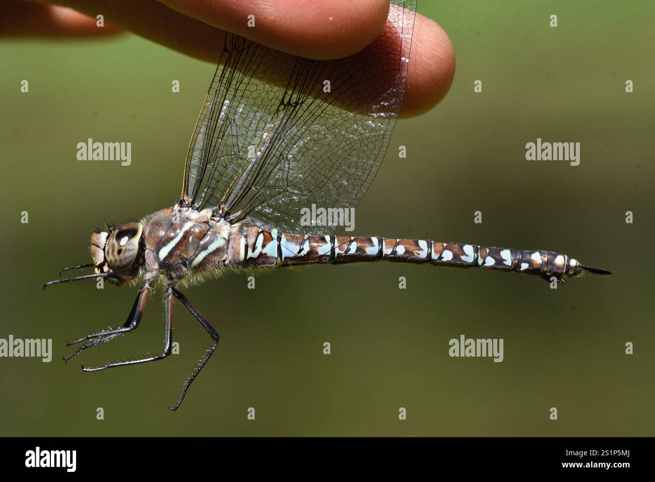 Variable Darner (Aeshna interrupta Stock Photo - Alamy