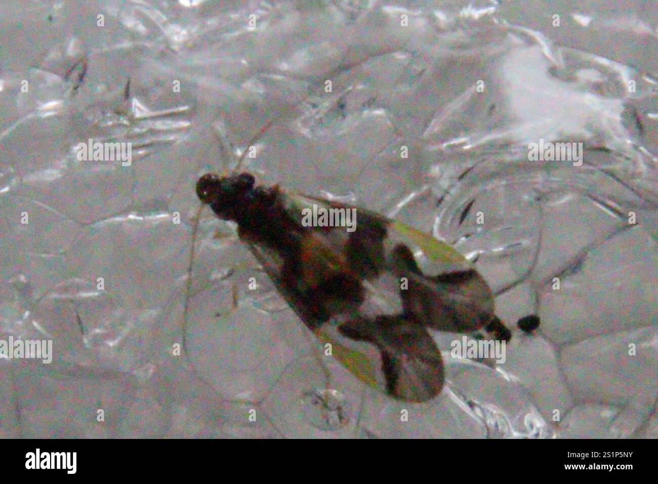 Barklice, Booklice, and Parasitic Lice (Psocodea Stock Photo - Alamy