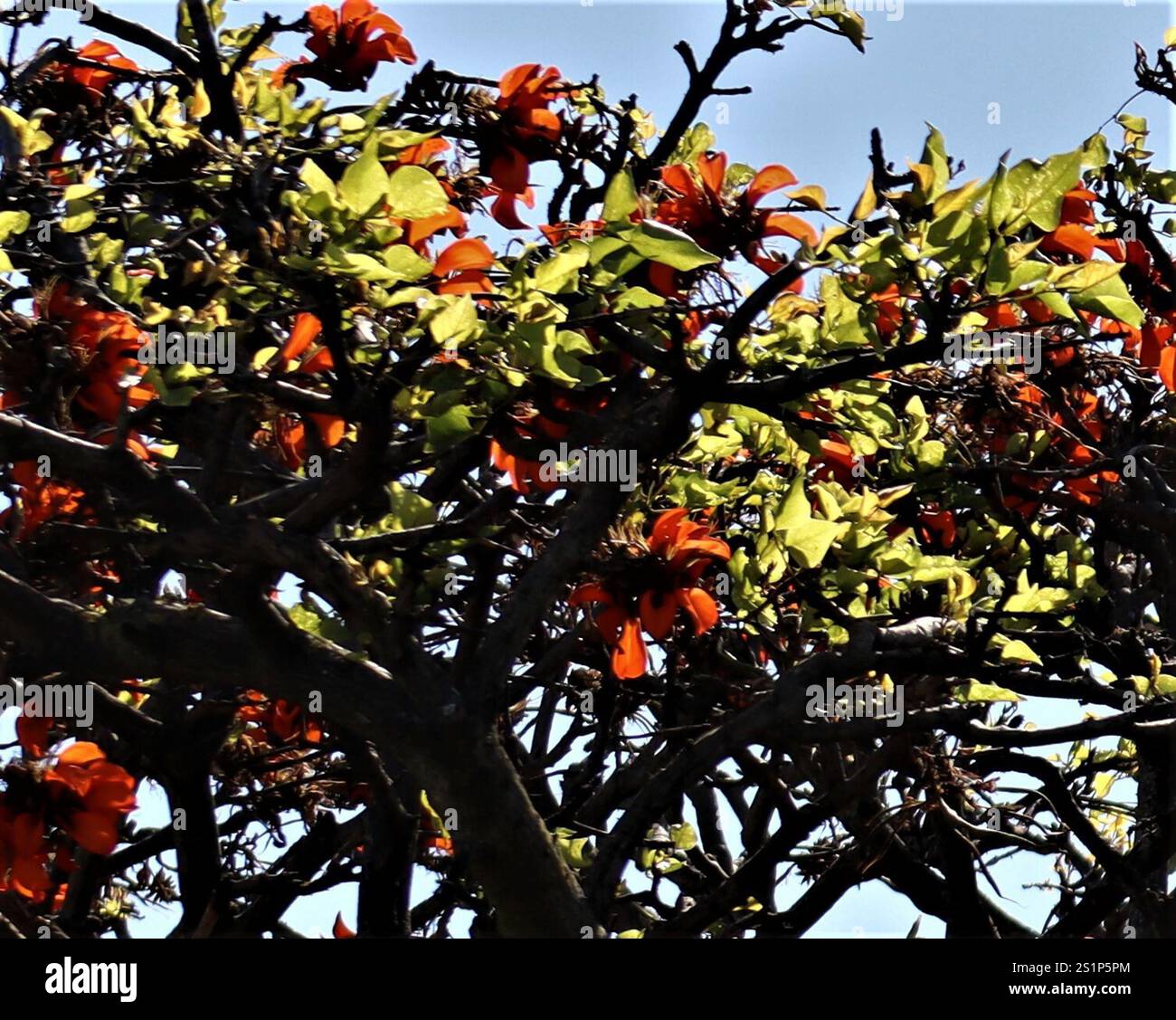 South African Coral Tree (Erythrina afra Stock Photo - Alamy
