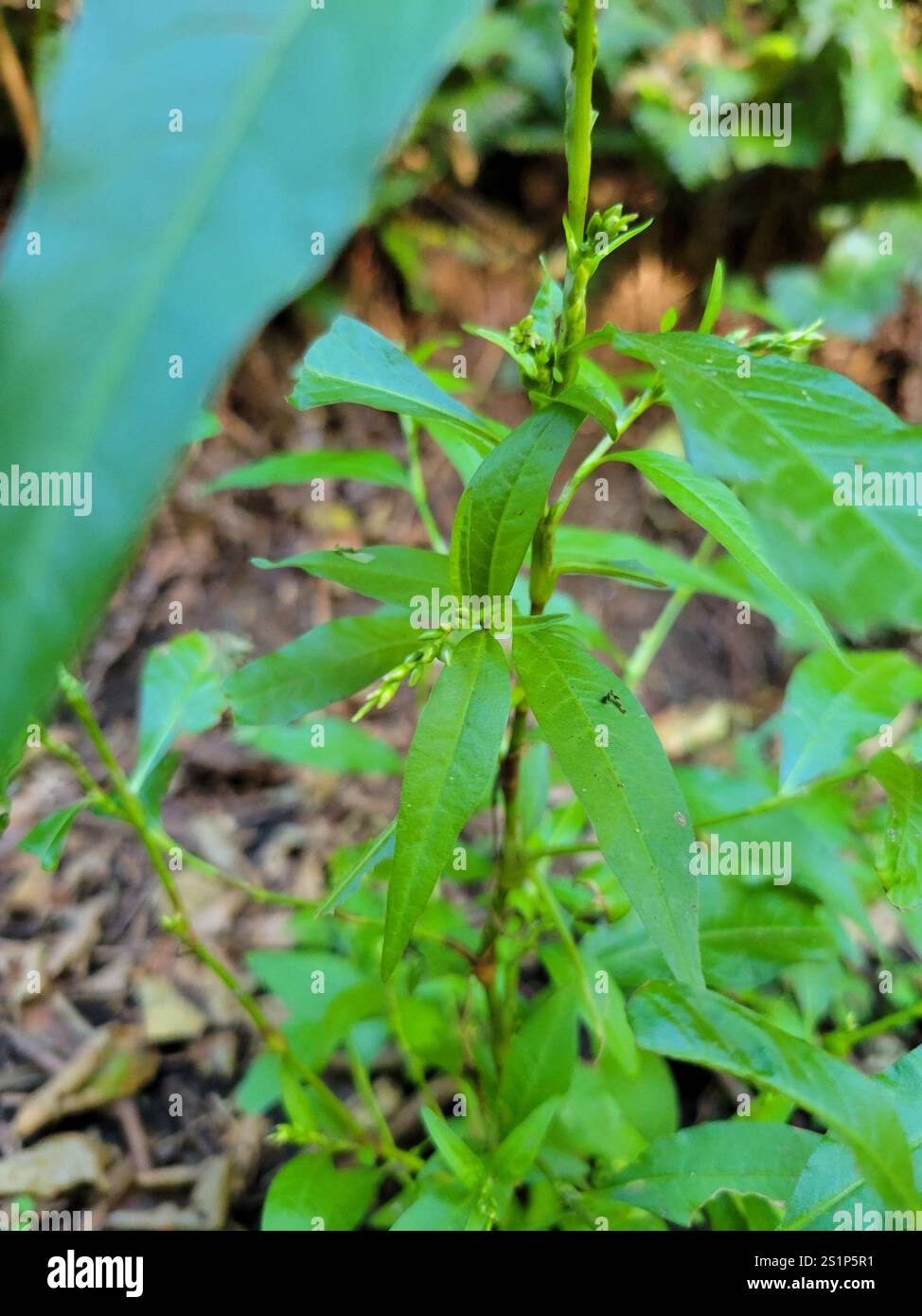 waterpepper (Persicaria hydropiper Stock Photo - Alamy