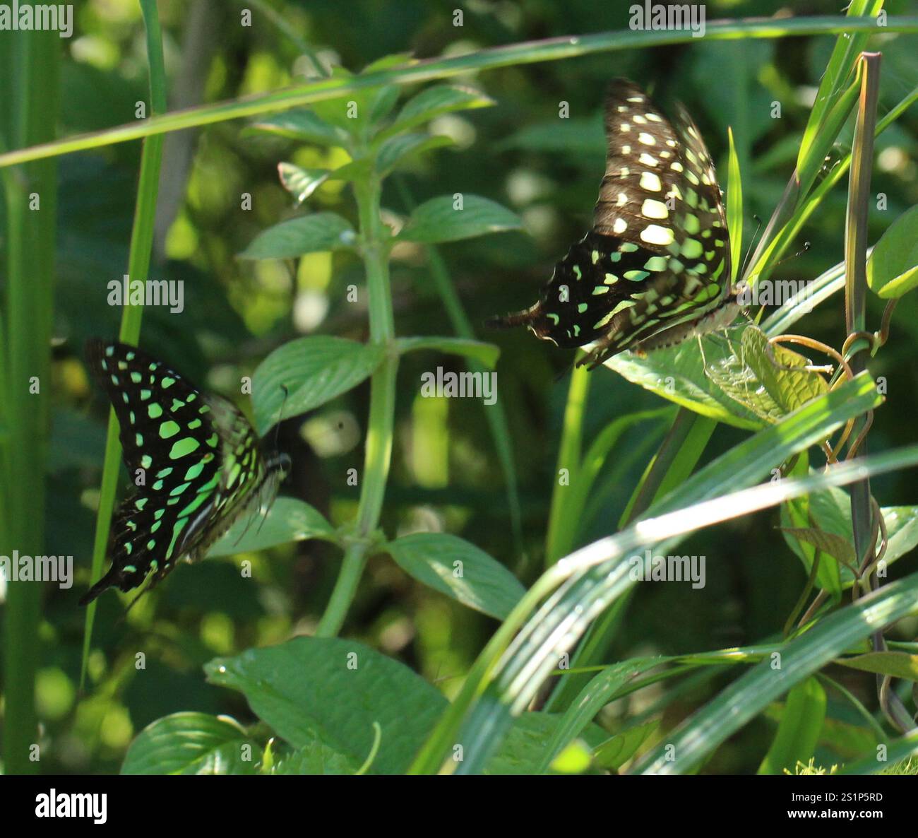 Tailed Jay (Graphium agamemnon Stock Photo - Alamy