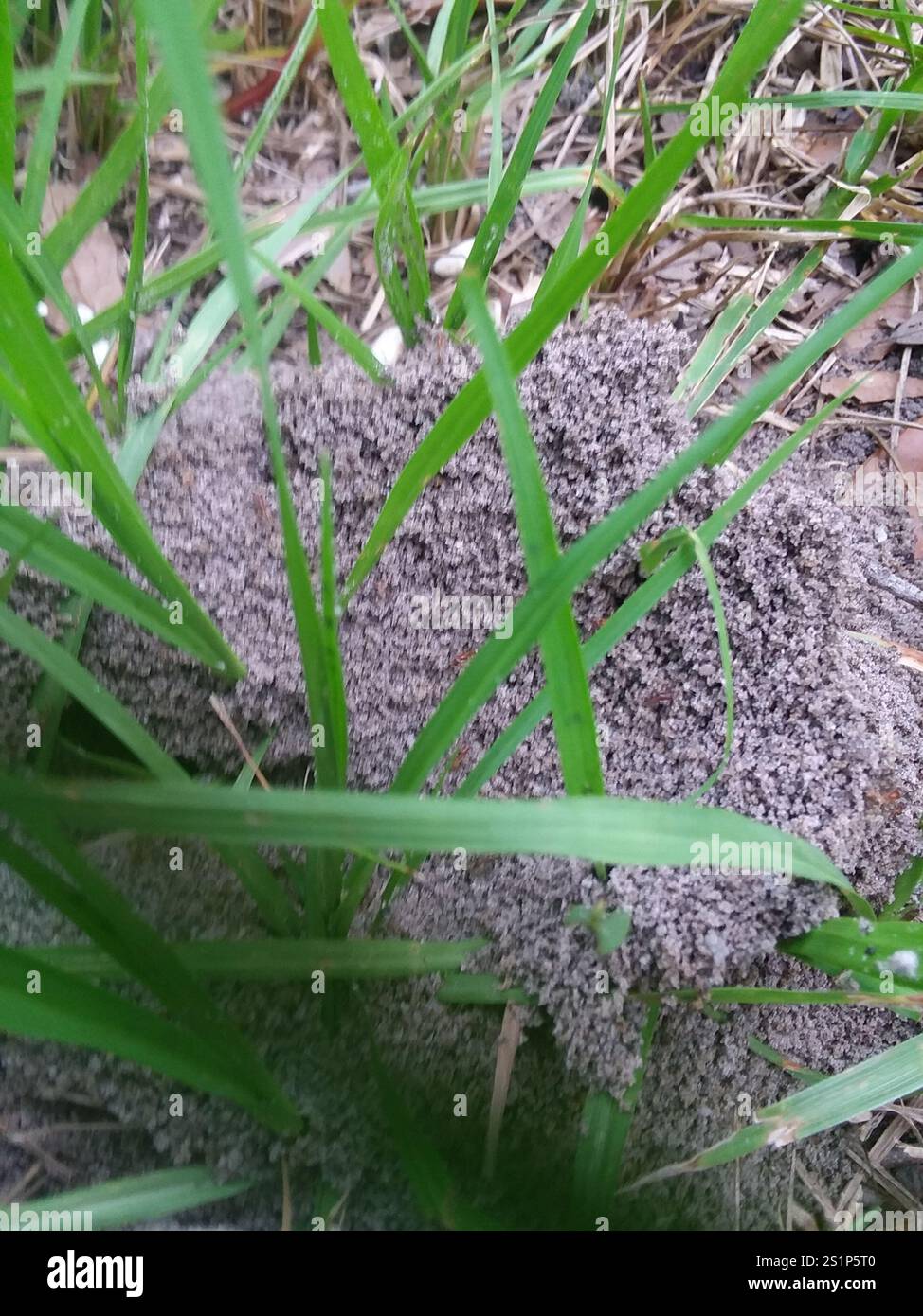 Buren's Pyramid Ant (Dorymyrmex bureni Stock Photo - Alamy