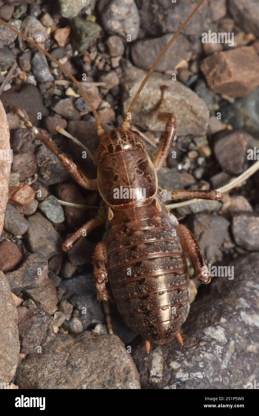 Great Grig (Cyphoderris monstrosa Stock Photo - Alamy