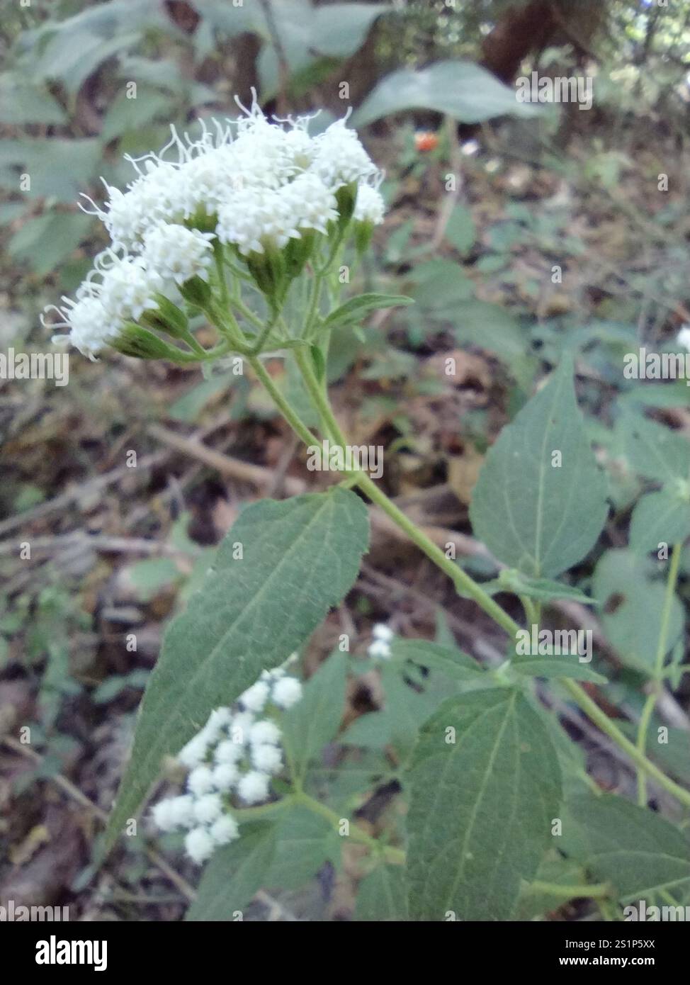 white snakeroot (Ageratina altissima Stock Photo - Alamy