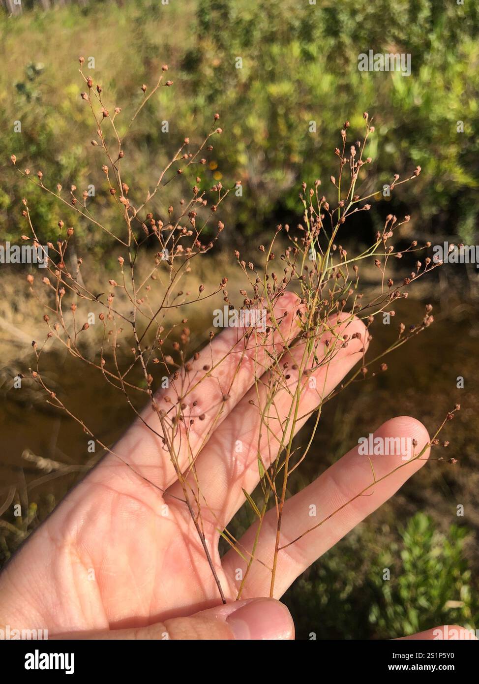 (Lechea pulchella ramosissima Stock Photo - Alamy