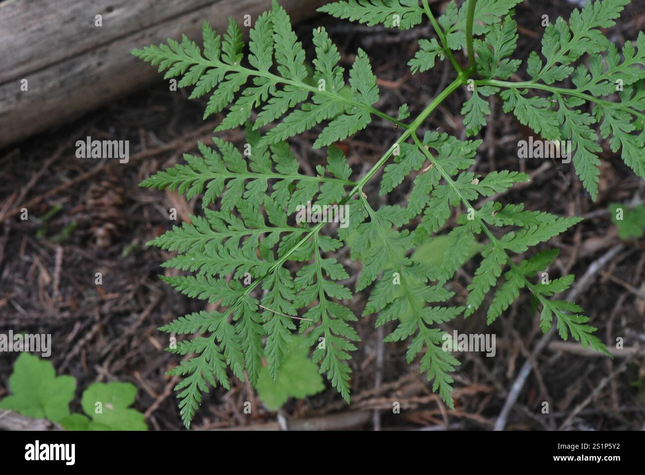 rattlesnake fern (Botrypus virginianus Stock Photo - Alamy