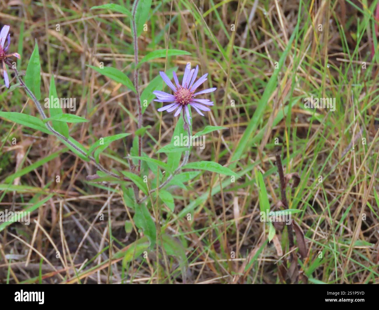 Great Northern Aster (Canadanthus modestus Stock Photo - Alamy