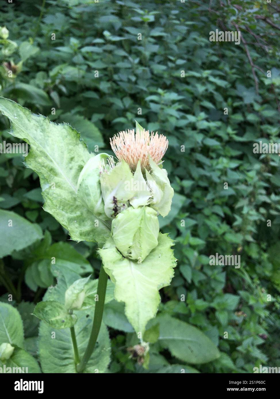 Cabbage Thistle (Cirsium oleraceum Stock Photo - Alamy