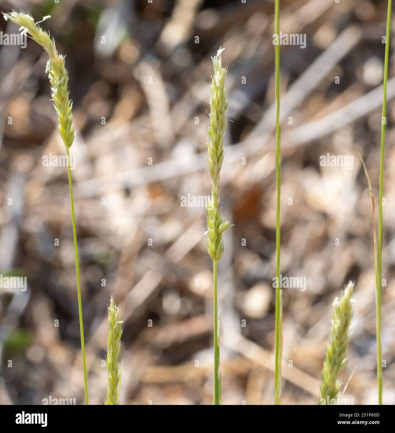 Black-grass (Alopecurus myosuroides Stock Photo - Alamy