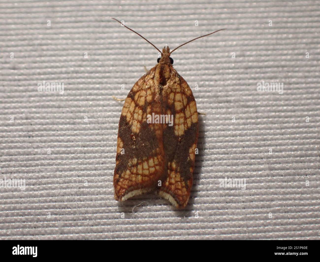 Rhomboid Tortrix (Acleris rhombana Stock Photo - Alamy