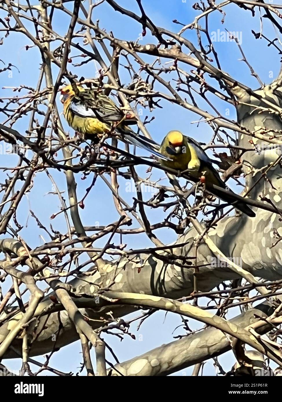 Yellow Rosella (Platycercus elegans flaveolus Stock Photo - Alamy
