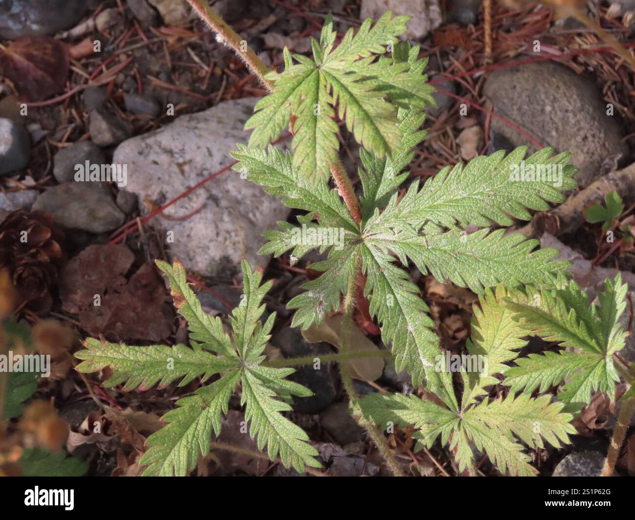 sulphur cinquefoil (Potentilla recta Stock Photo - Alamy