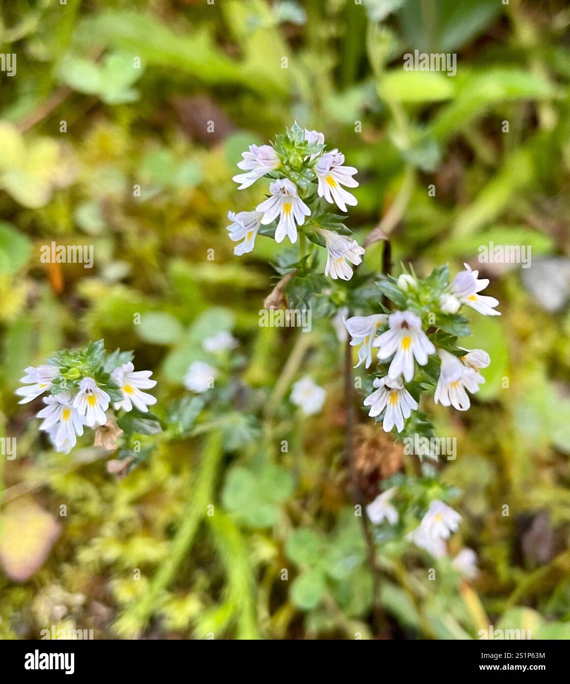Common Eyebright (Euphrasia nemorosa Stock Photo - Alamy