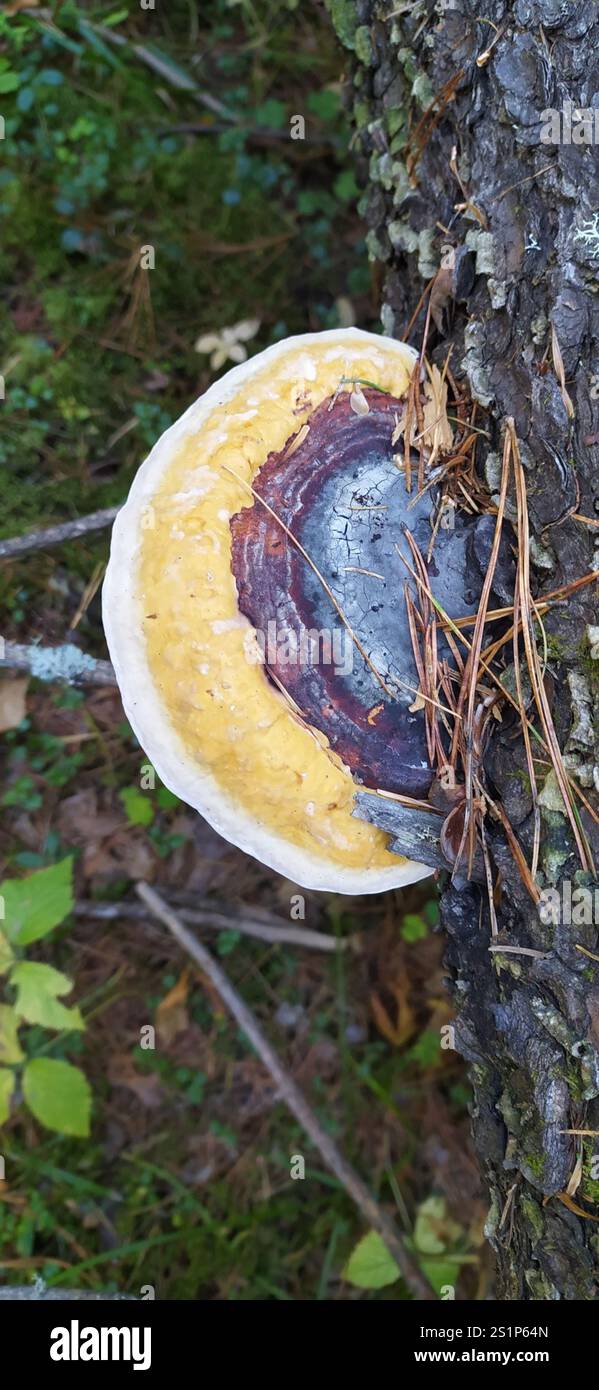 Red-banded Polypore (Fomitopsis pinicola Stock Photo - Alamy