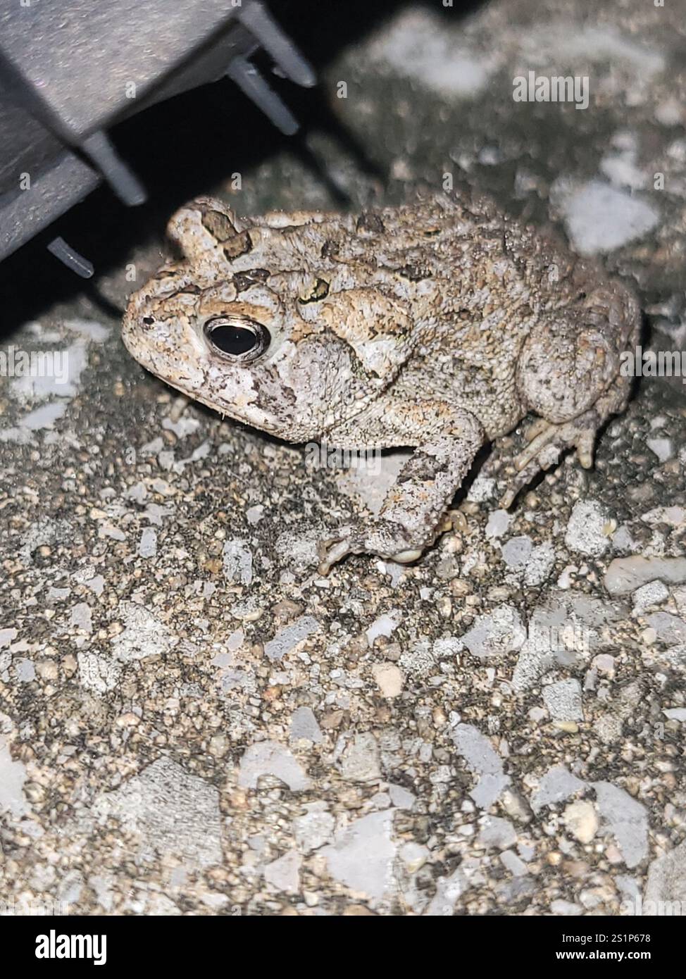 Southern Toad (Anaxyrus terrestris Stock Photo - Alamy