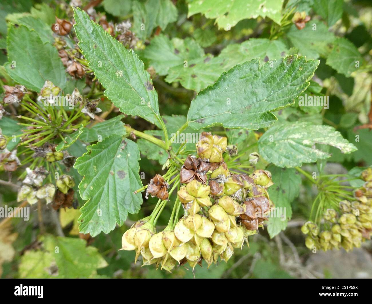 common ninebark (Physocarpus opulifolius Stock Photo - Alamy