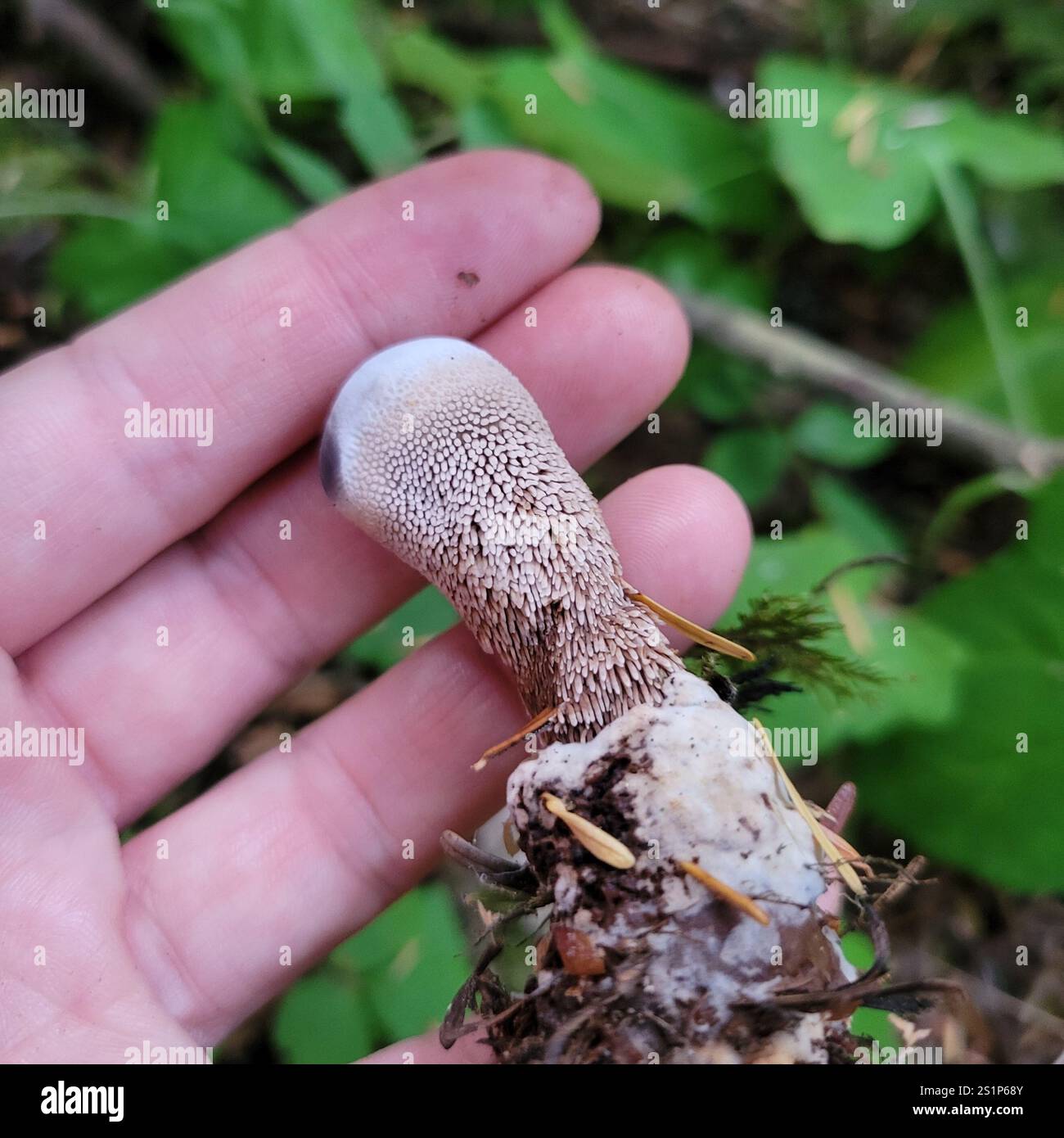 Blue Tooth (Hydnellum caeruleum Stock Photo - Alamy