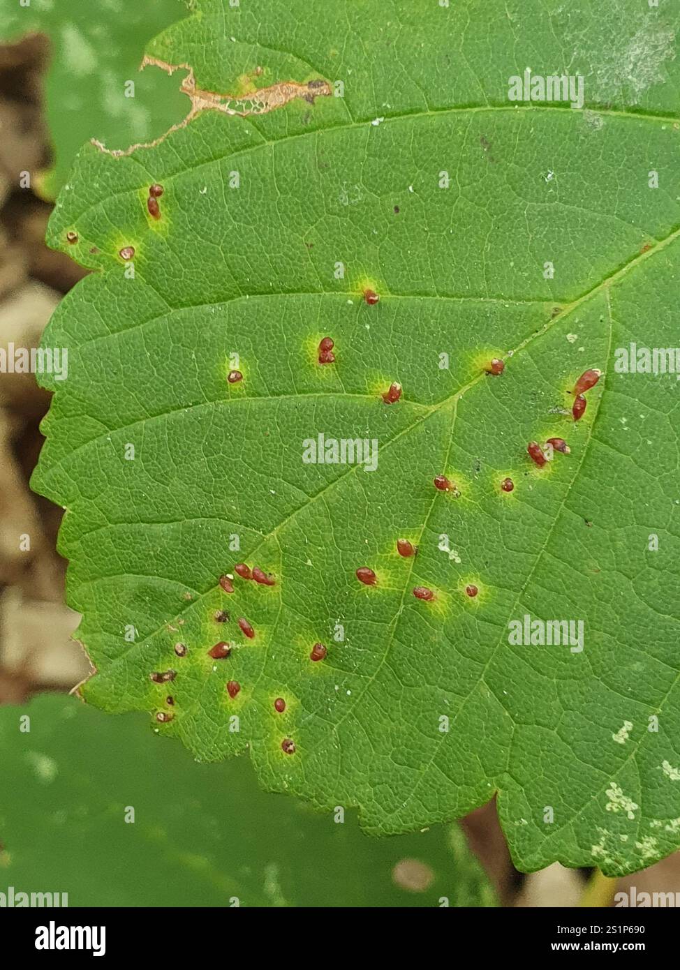 Maple gall mite (Aceria macrorhyncha Stock Photo - Alamy