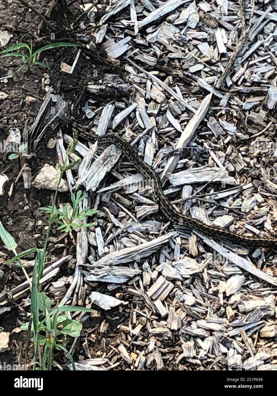 Checkered Garter Snake (Thamnophis marcianus Stock Photo - Alamy