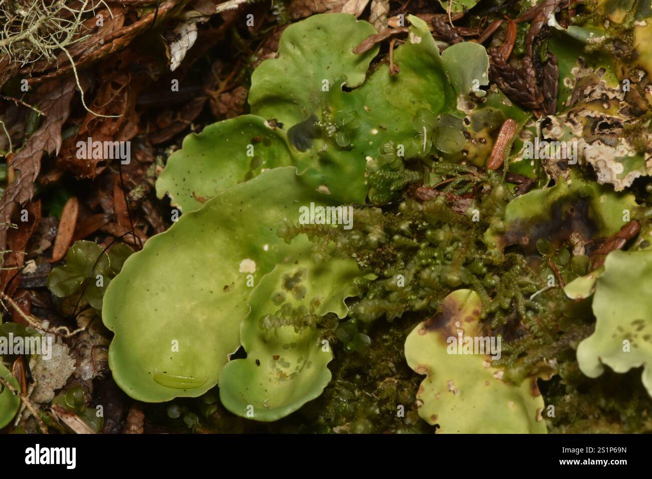 Arctic Kidney Lichen (Nephroma arcticum Stock Photo - Alamy