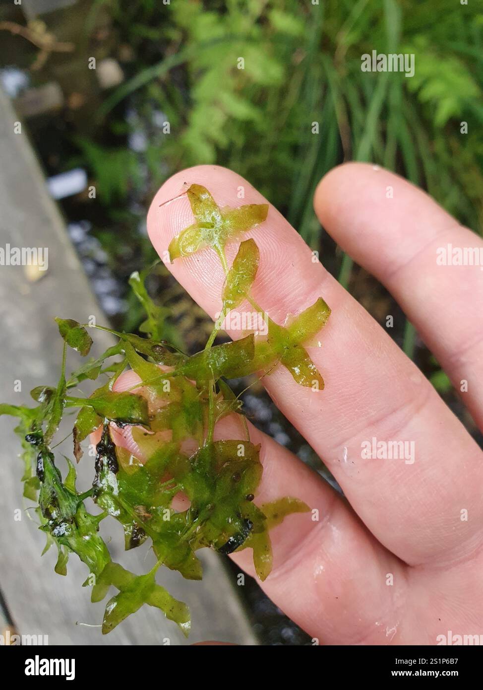 Ivy-leaved Duckweed (Lemna trisulca Stock Photo - Alamy