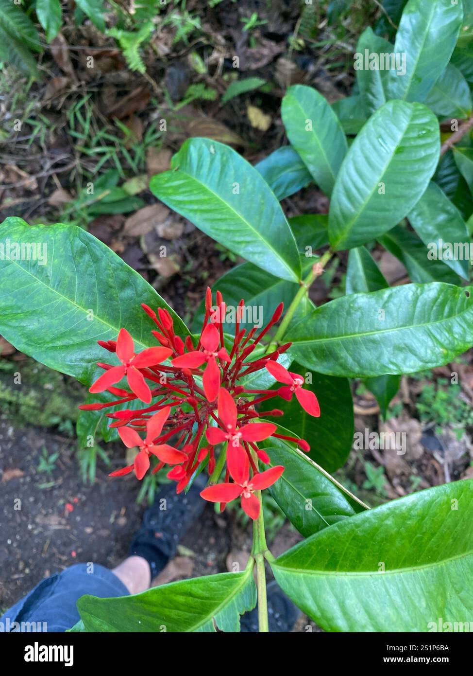 Jungle flame (Ixora coccinea Stock Photo - Alamy