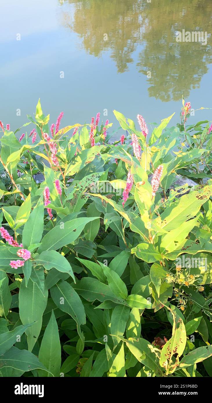 water smartweed (Persicaria amphibia Stock Photo - Alamy