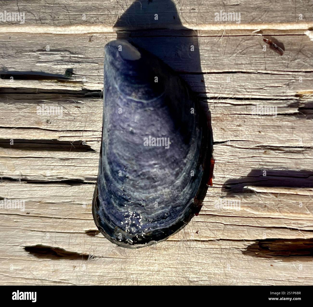 Northern Bay Mussel (Mytilus trossulus Stock Photo - Alamy