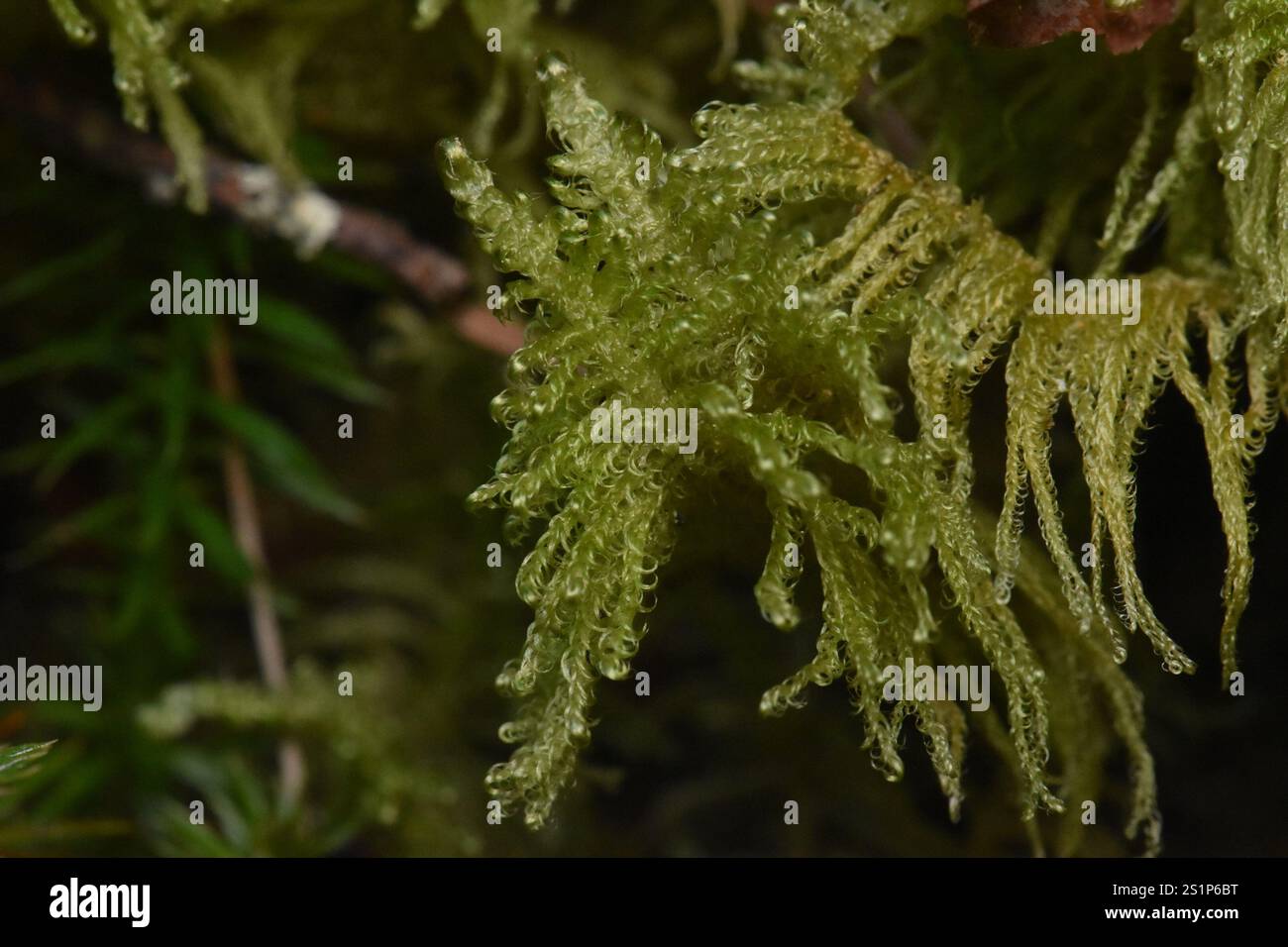 Ostrich-plume Moss (Ptilium crista-castrensis Stock Photo - Alamy