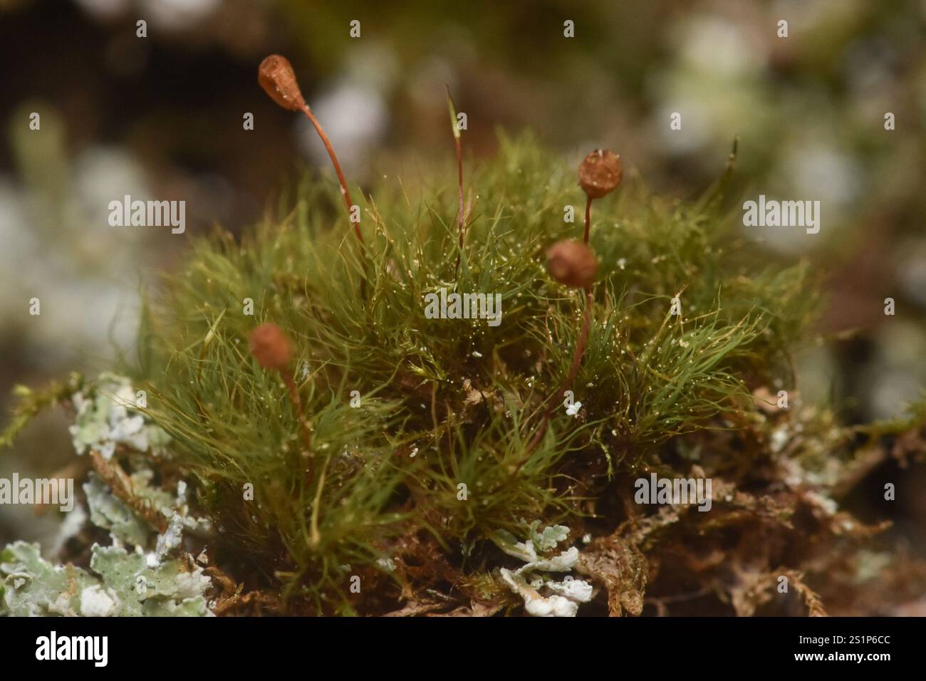 Common Apple-moss (Bartramia pomiformis Stock Photo - Alamy