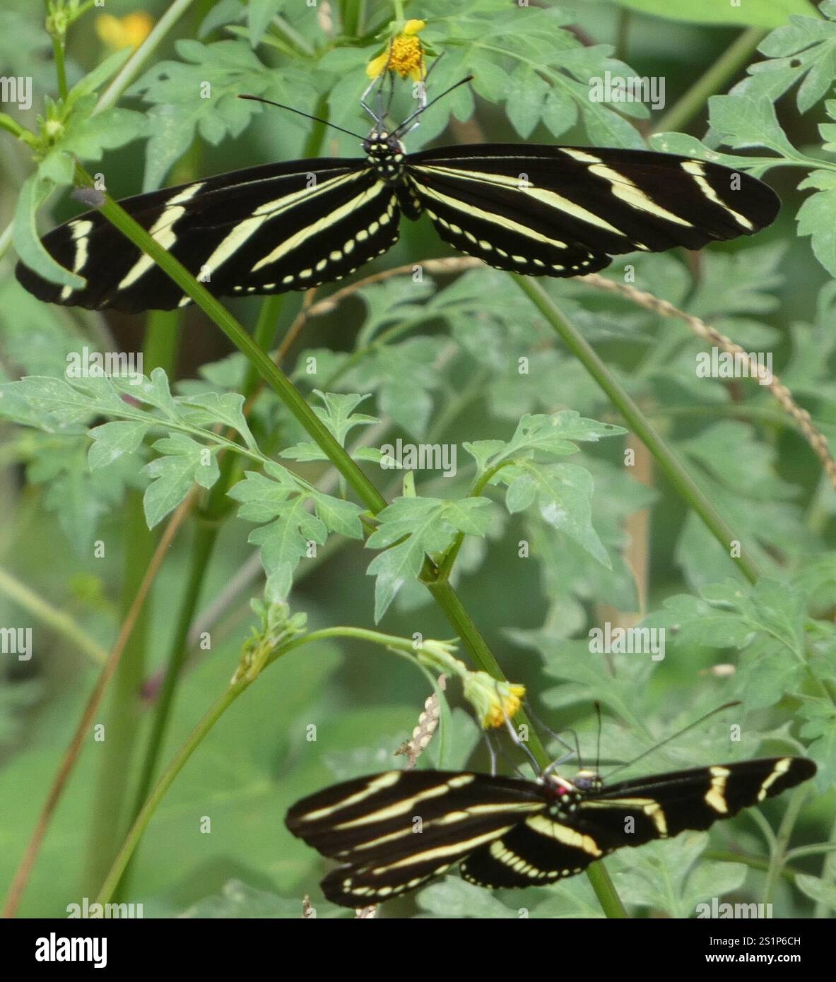 Zebra Longwing (Heliconius charithonia Stock Photo - Alamy