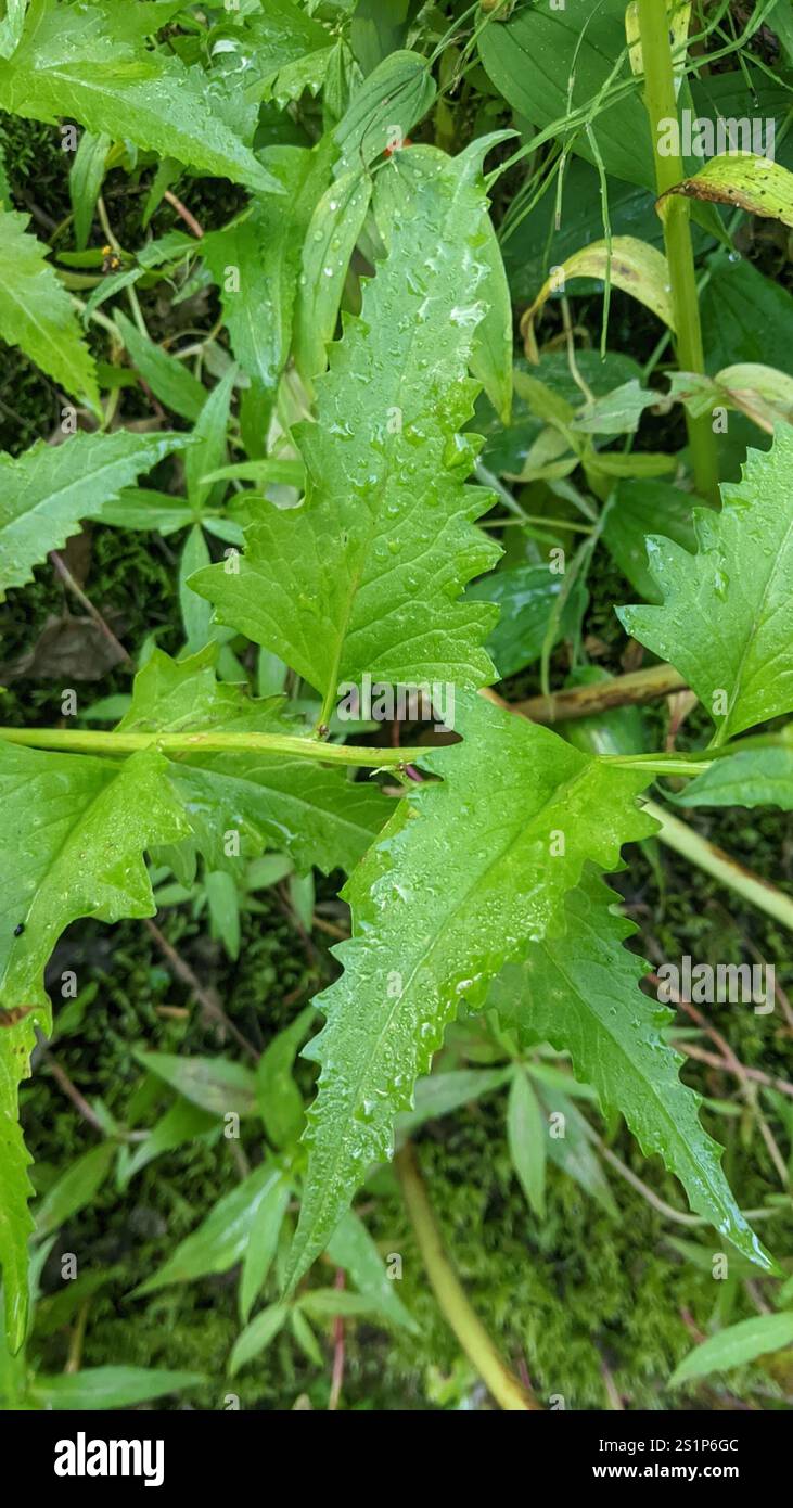 Arrowleaf Senecio (Senecio triangularis Stock Photo - Alamy