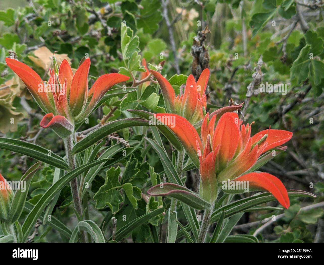 Wholeleaf Paintbrush (Castilleja integra Stock Photo - Alamy