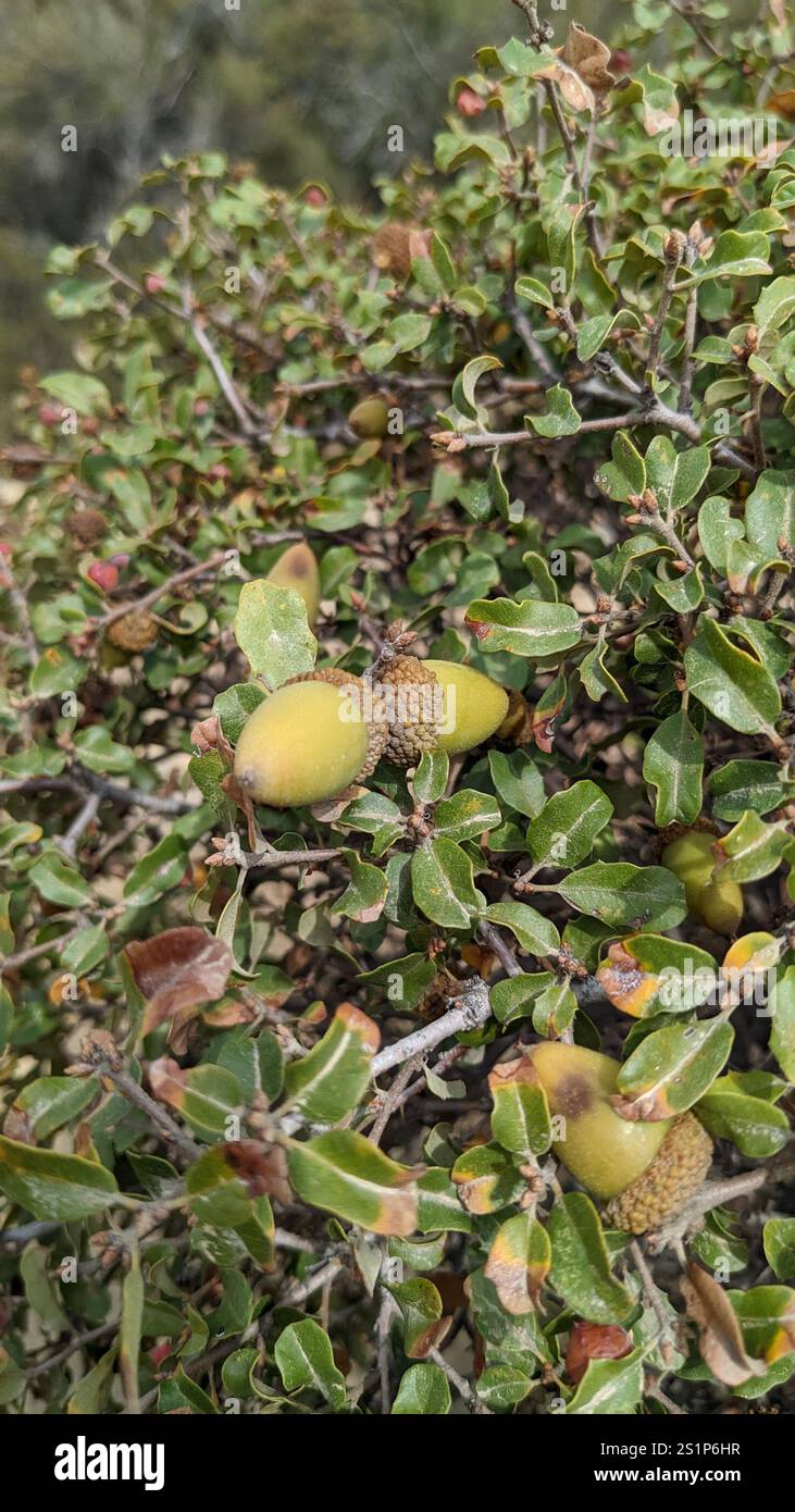 California scrub oak (Quercus berberidifolia Stock Photo - Alamy