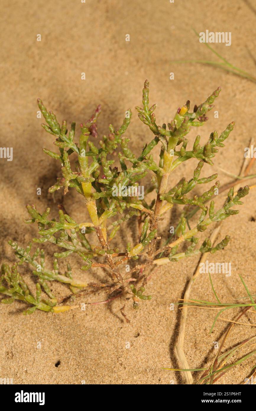 Common Glasswort (Salicornia europaea Stock Photo - Alamy