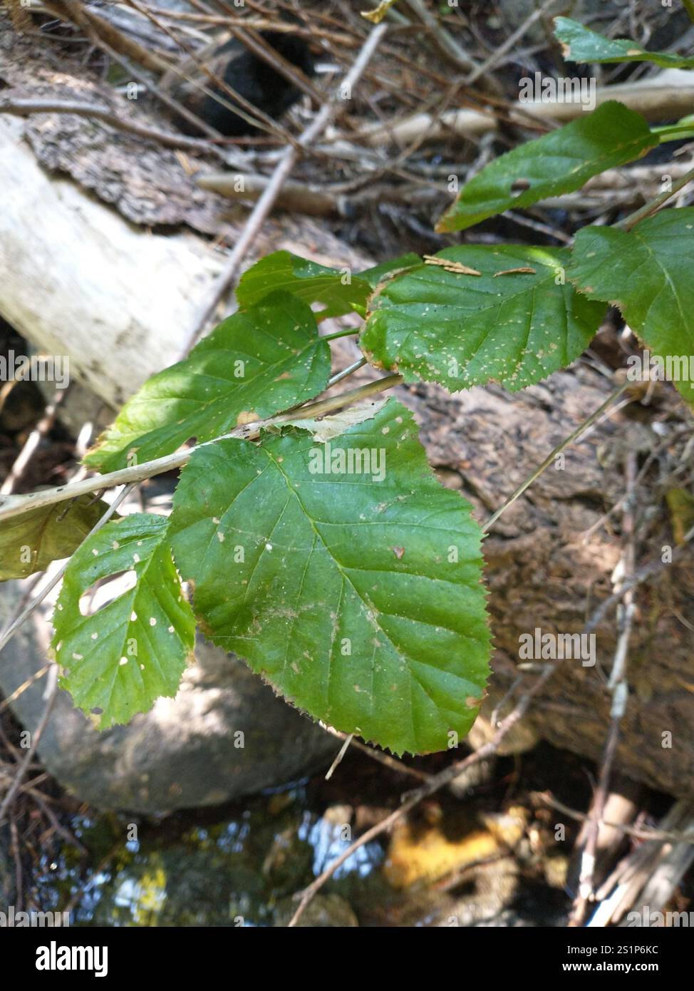 green alder (Alnus alnobetula Stock Photo - Alamy