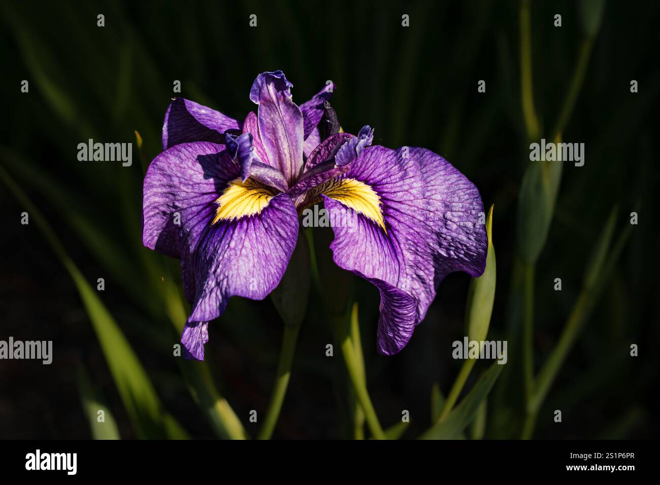 Soft focus full bloom hi-res stock photography and images - Alamy