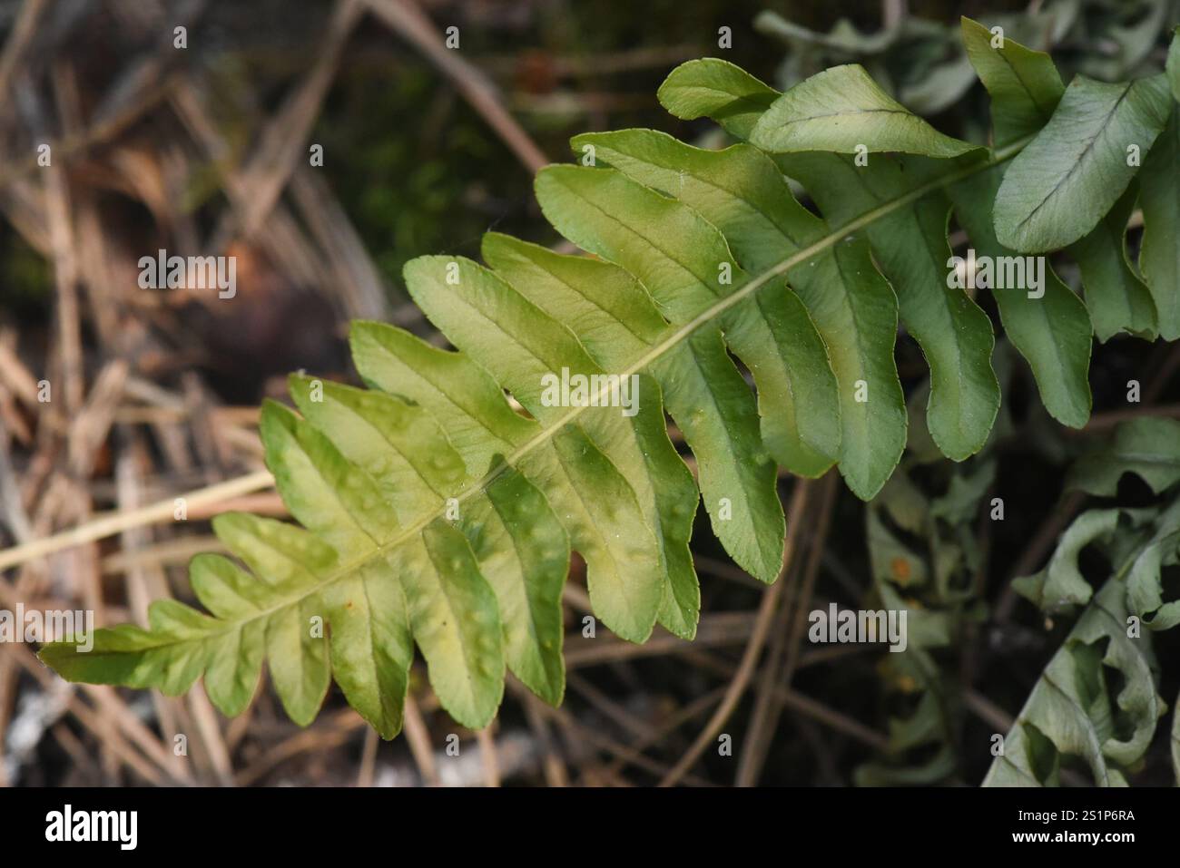 western polypody (Polypodium hesperium Stock Photo - Alamy